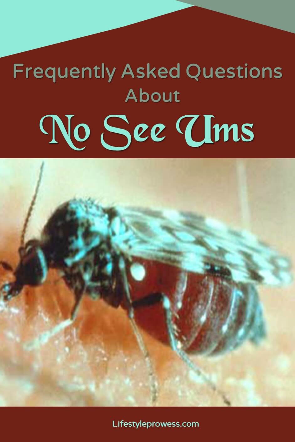 Frequently Asked Questions About No See Ums Lifestyle Prowess