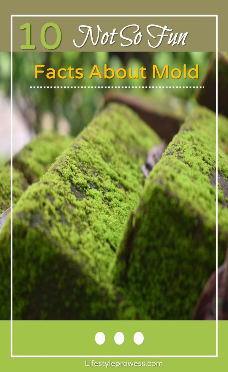 10 Not So Fun Facts About Mold and Mildew - Lifestyle Prowess
